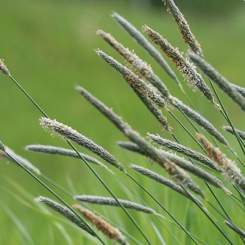 Tarinaa heinäkuusta ja heinästä - Suomen historian tapahtumia : Suomen ...